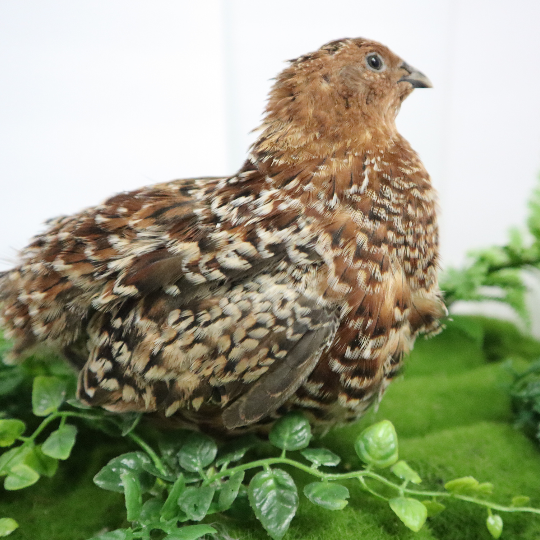German Chocolate Pansy Quail Hatching Eggs
